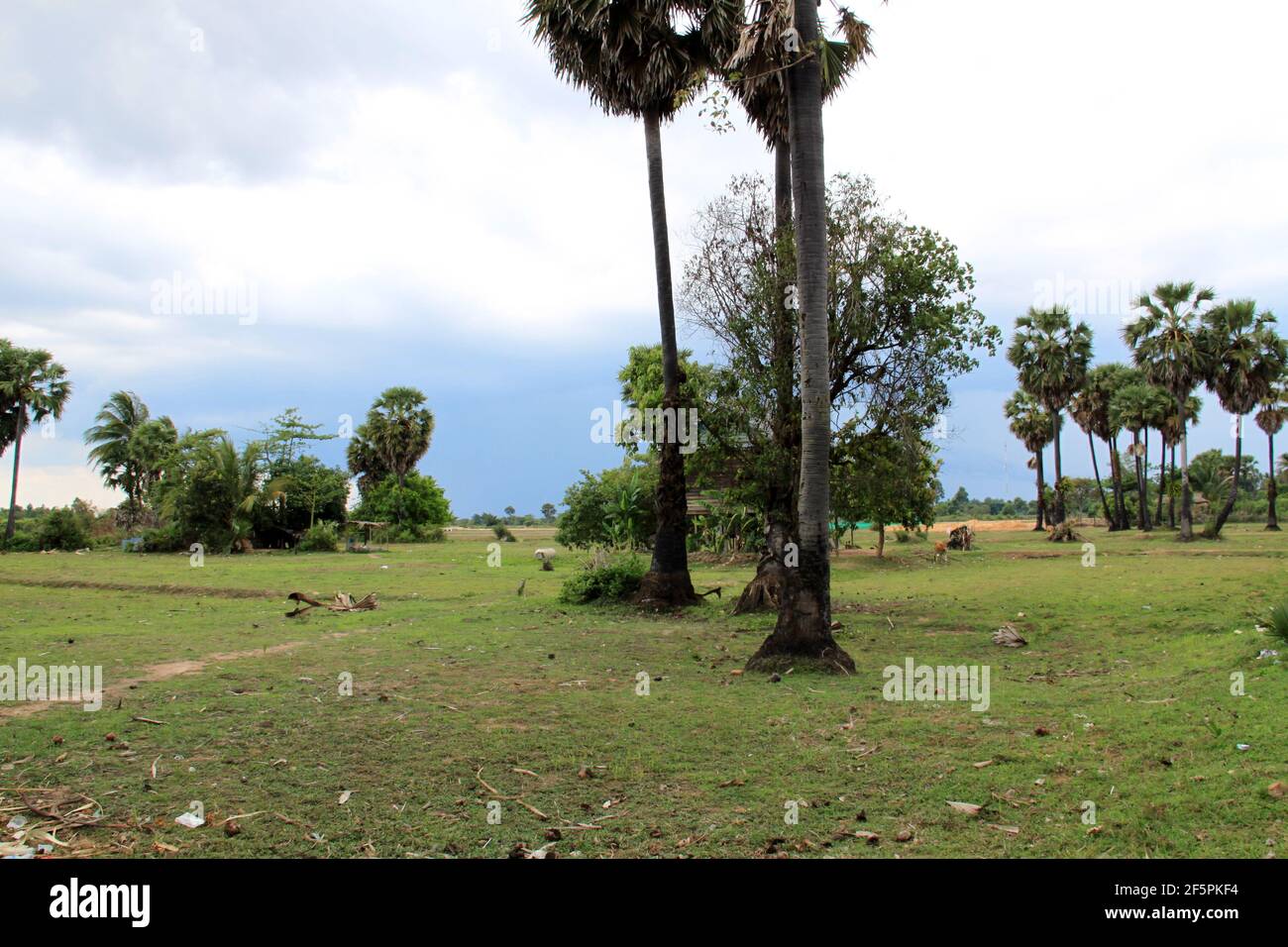 Cambodian countryside near Siem Reap Stock Photo - Alamy