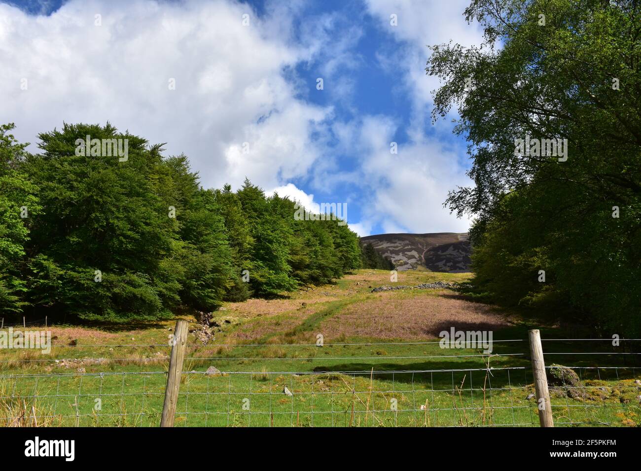 Fenced field with farmland and trees surrounding Stock Photo - Alamy