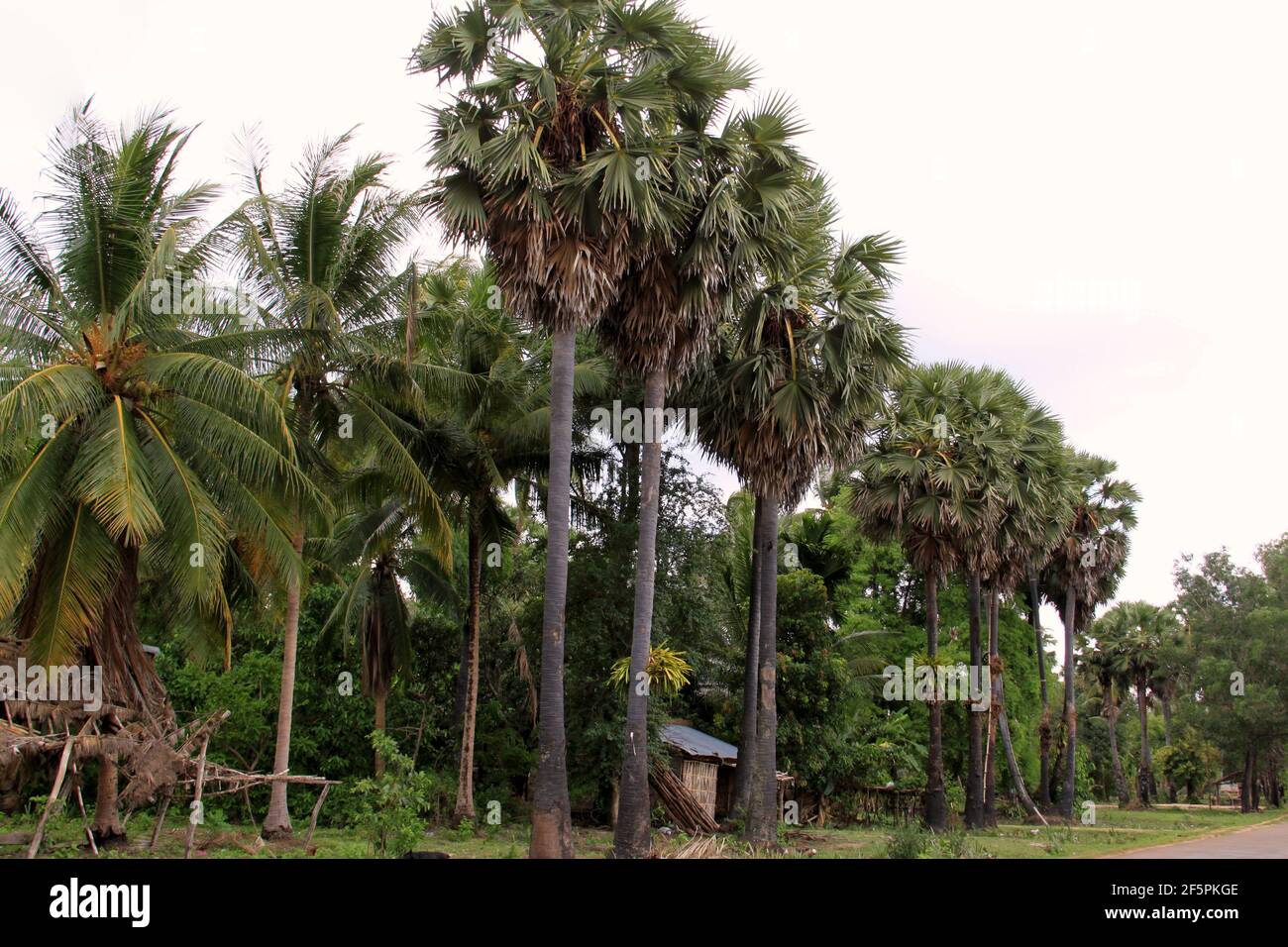 Cambodian countryside near Siem Reap Stock Photo - Alamy