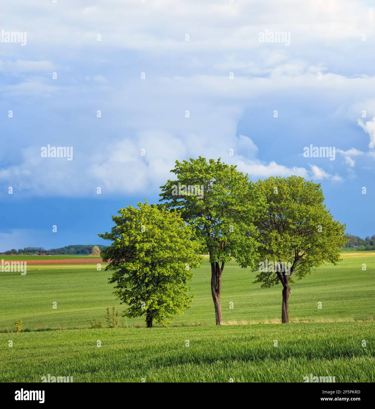Green field of trees and beautiful sky Stock Photo - Alamy
