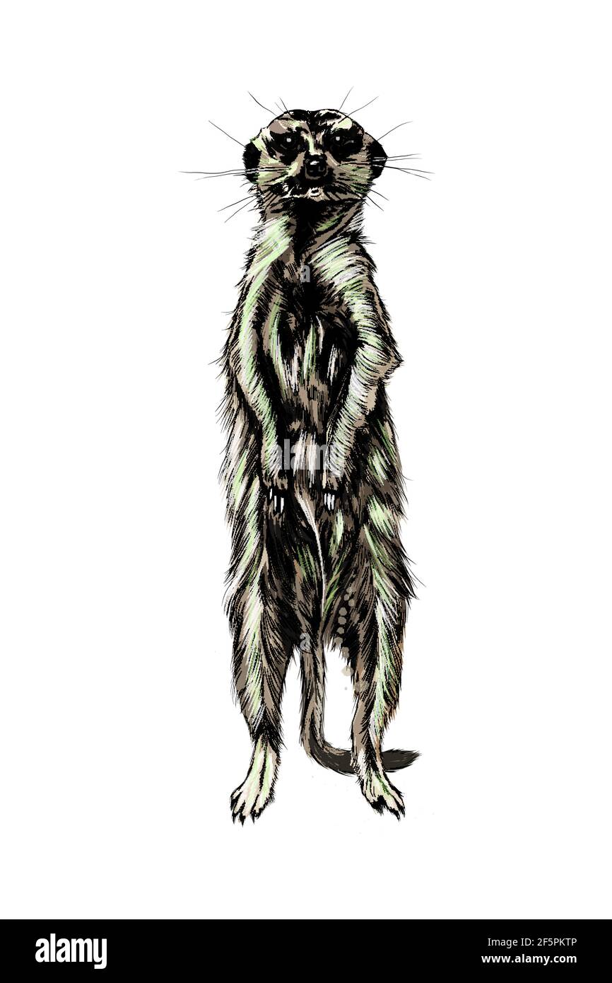Meerkat from a splash of watercolor, colored drawing, realistic. Vector ...