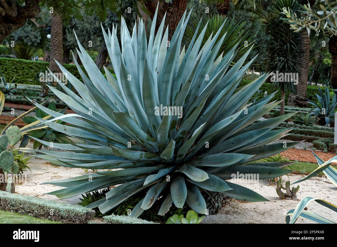 Asparagaceae asparagus family hi-res stock photography and images - Alamy