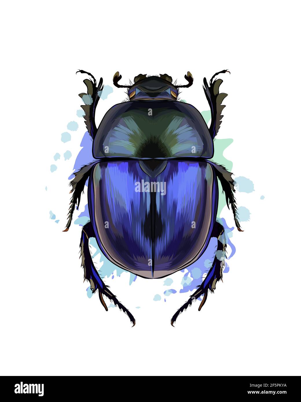 Scarab Beetle Drawing
