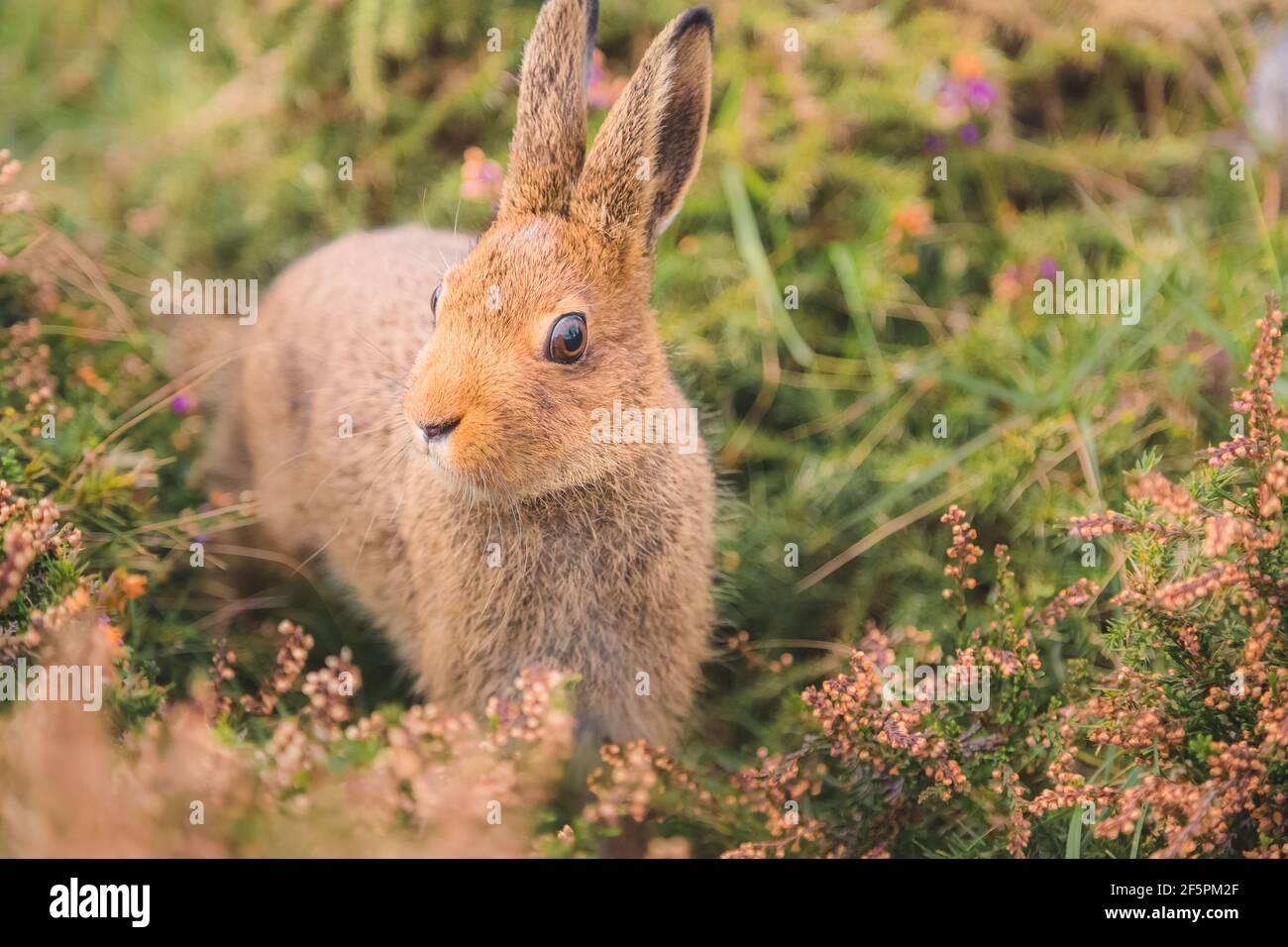 Close-up wildlife portrait of a cute European Rabbit (Oryctolagus ...
