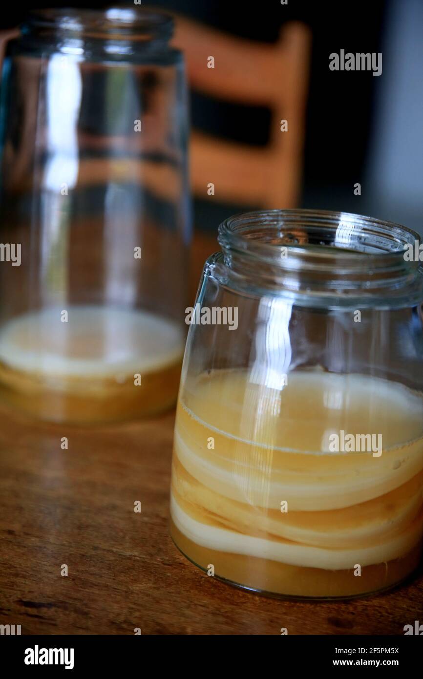 Kombucha Scoby Baby