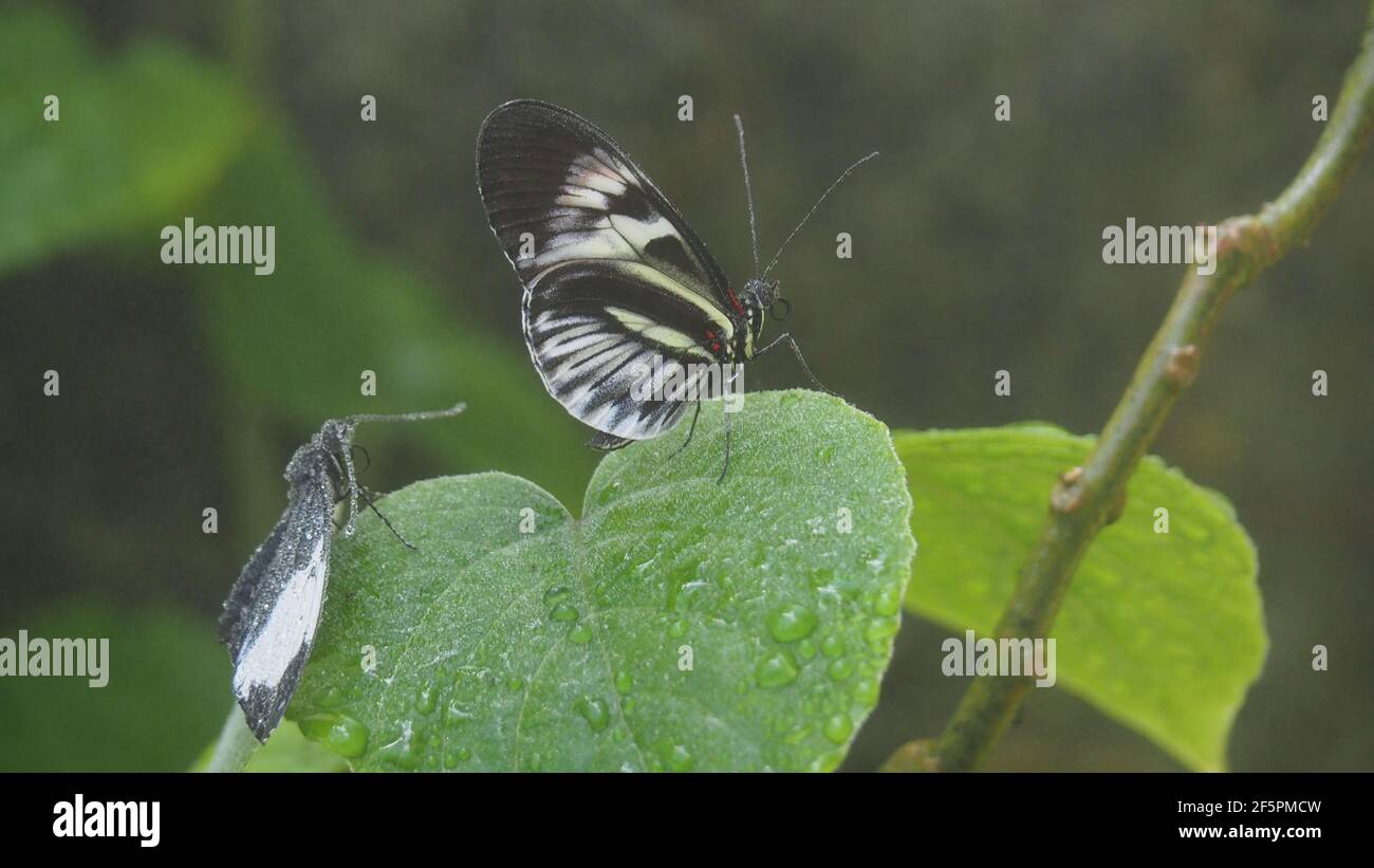 Side view of underside of wing hi-res stock photography and images - Alamy