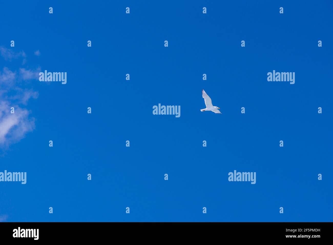 large snow-white seagull flies in the summer blue sky Stock Photo - Alamy