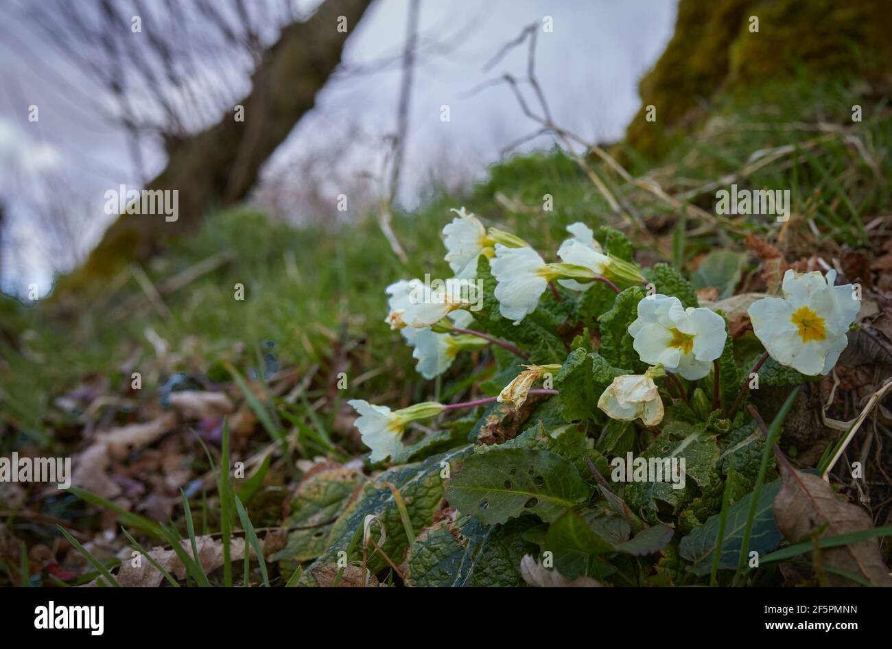 Wild, self seeded primrose growing in woodland floor at 900ft Stock ...