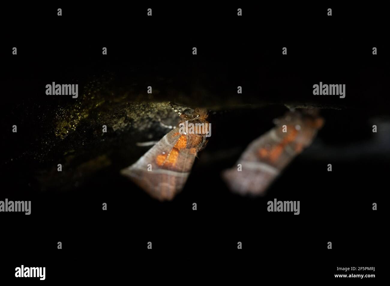 Herald moths hibernating in a natural cave, Finland Stock Photo - Alamy