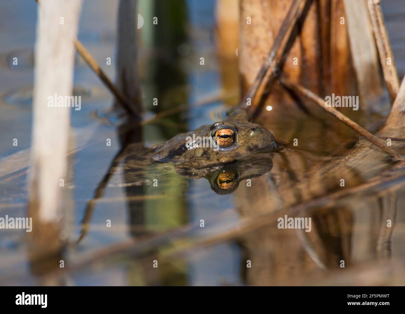 Common toads in breeding pond hi-res stock photography and images - Alamy