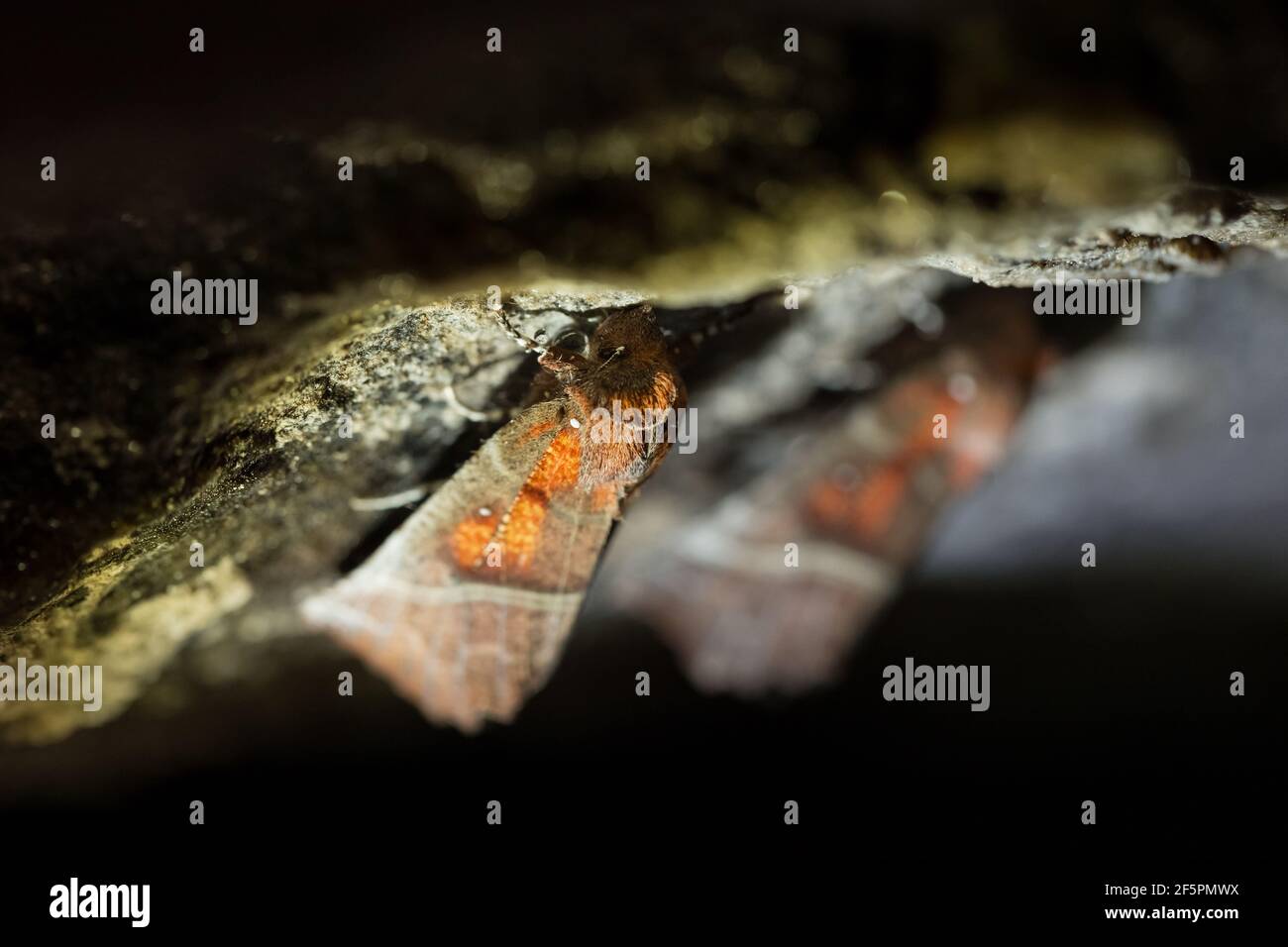 Herald moths hibernating in a natural cave, Finland Stock Photo - Alamy