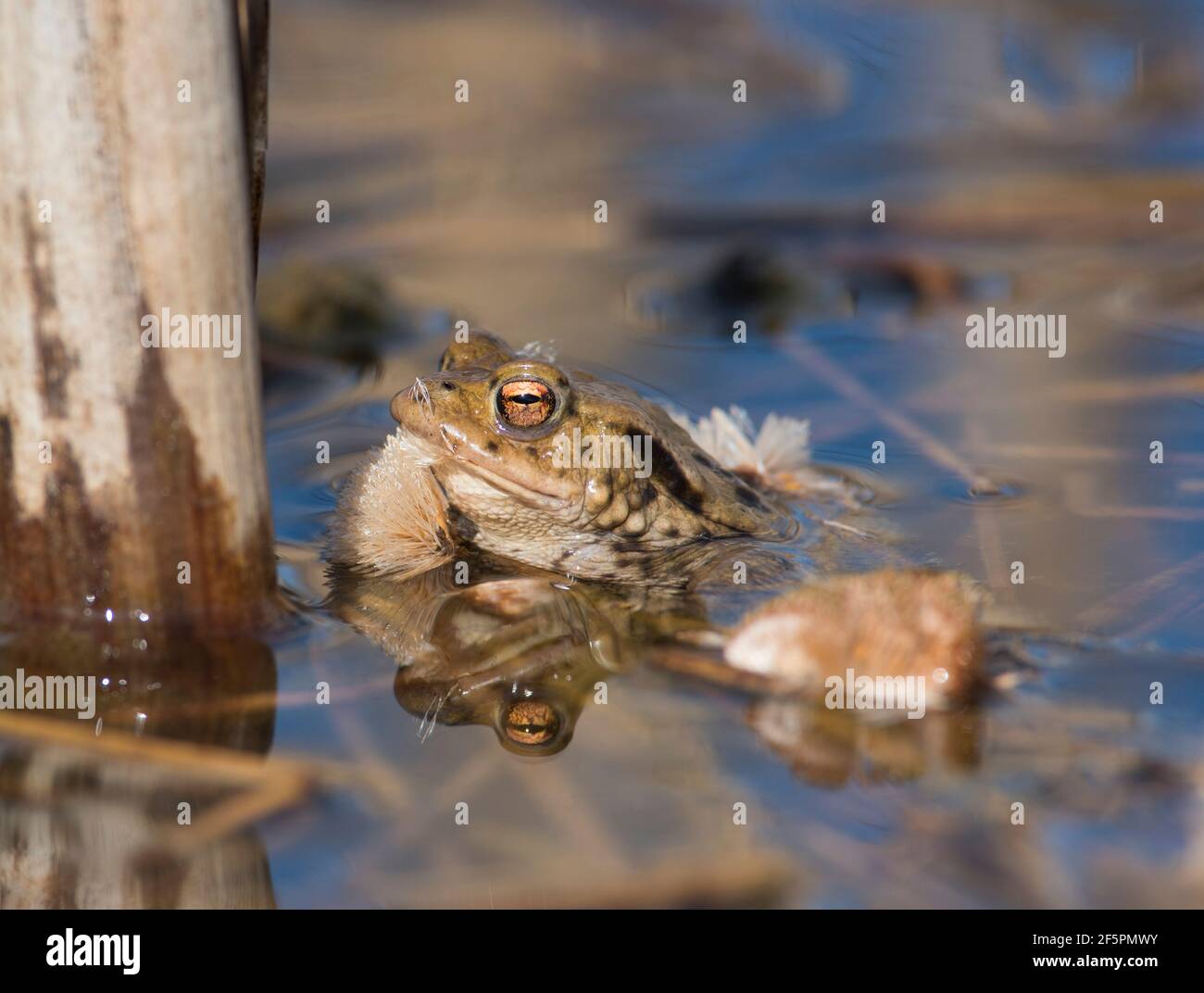 Common Toad (Bufo bufo) male and female in a breeding pond with ...