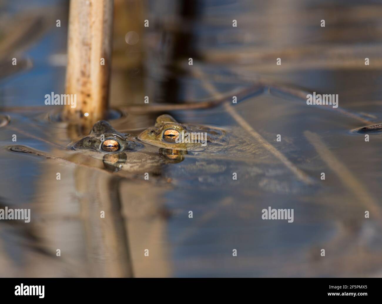 Female Toads High Resolution Stock Photography and Images - Alamy