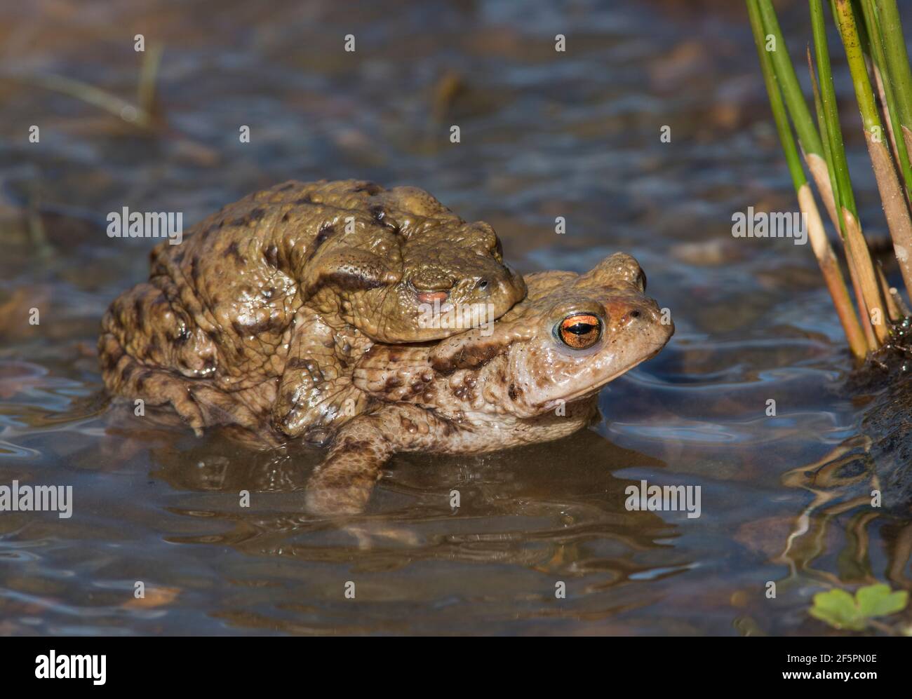 Common Toad (Bufo bufo) male and female in a breeding pond with ...