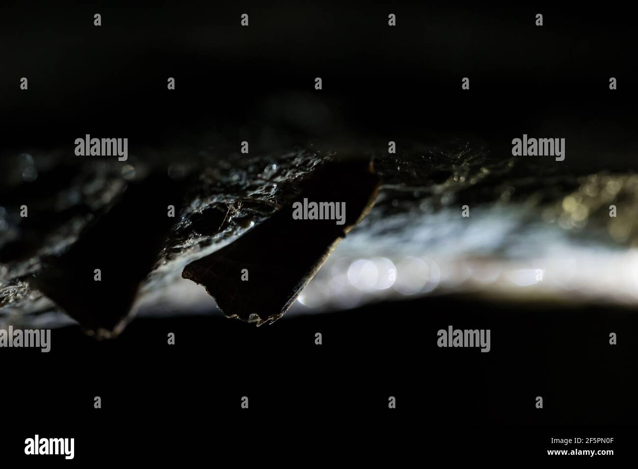 Herald moths hibernating in a natural cave, Finland Stock Photo - Alamy