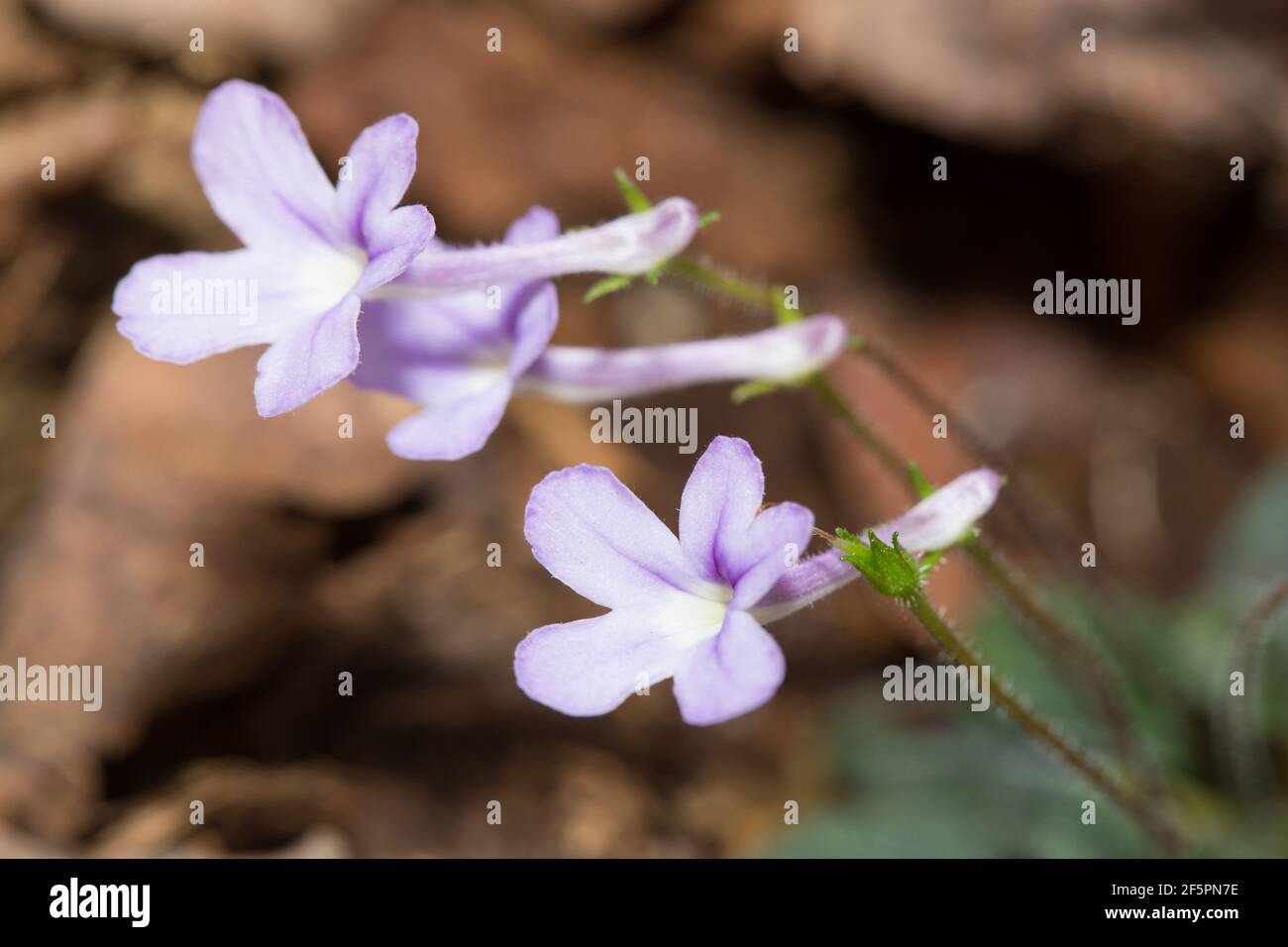 Pygmy gesneriad (Sinningia pusilla Stock Photo - Alamy