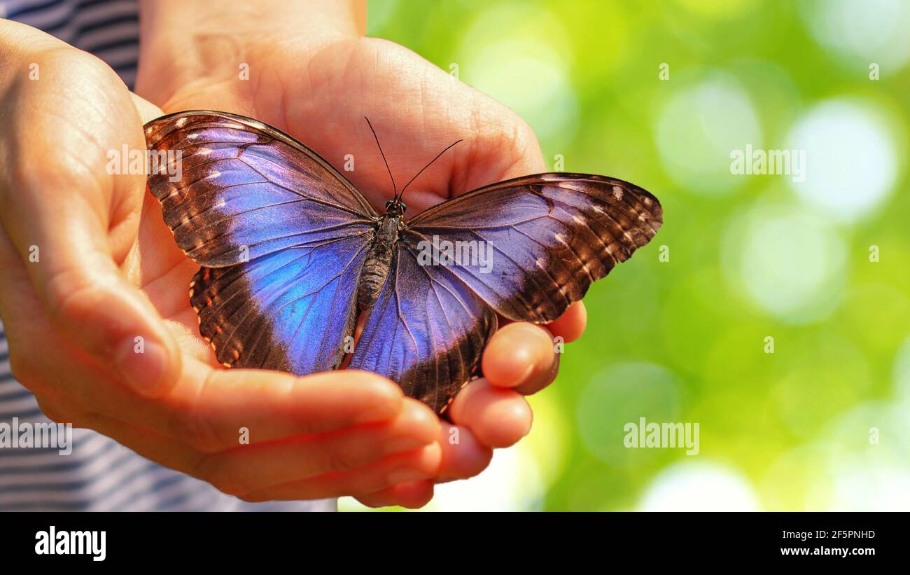 Closeup of a morpho butterfly in someone's hand, outdoors during ...