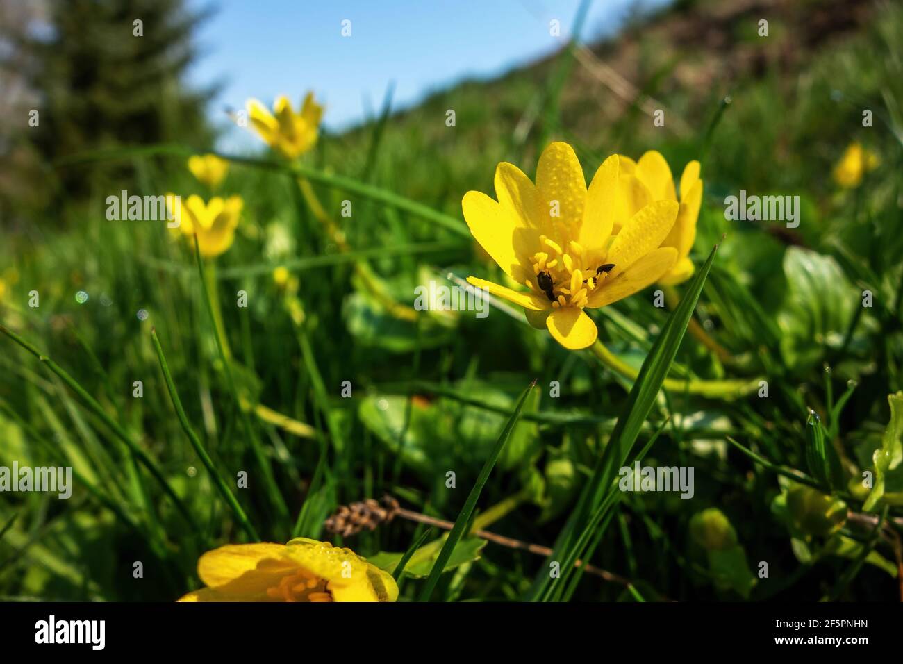 Yellow flowers on ficaria verna with small beetles in dewy morning ...