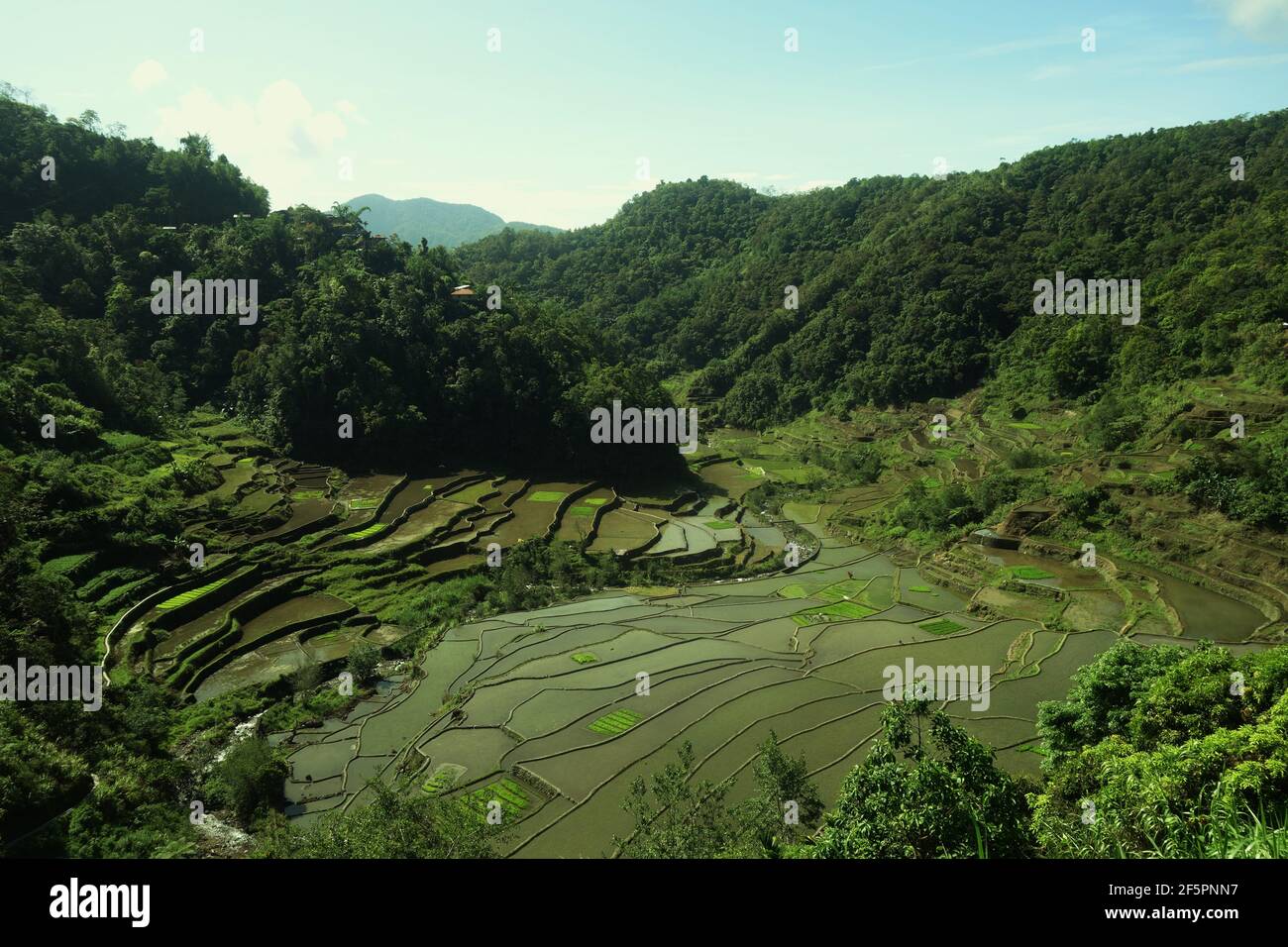 Beautiful rice terrace scene around Banaue, northern Luzon Stock Photo ...