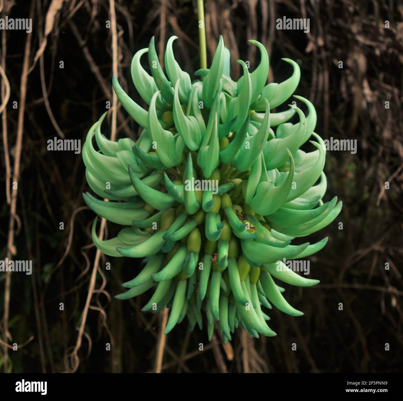 Strange shaped flower on a trail in Batad, Northern Philippines Stock ...