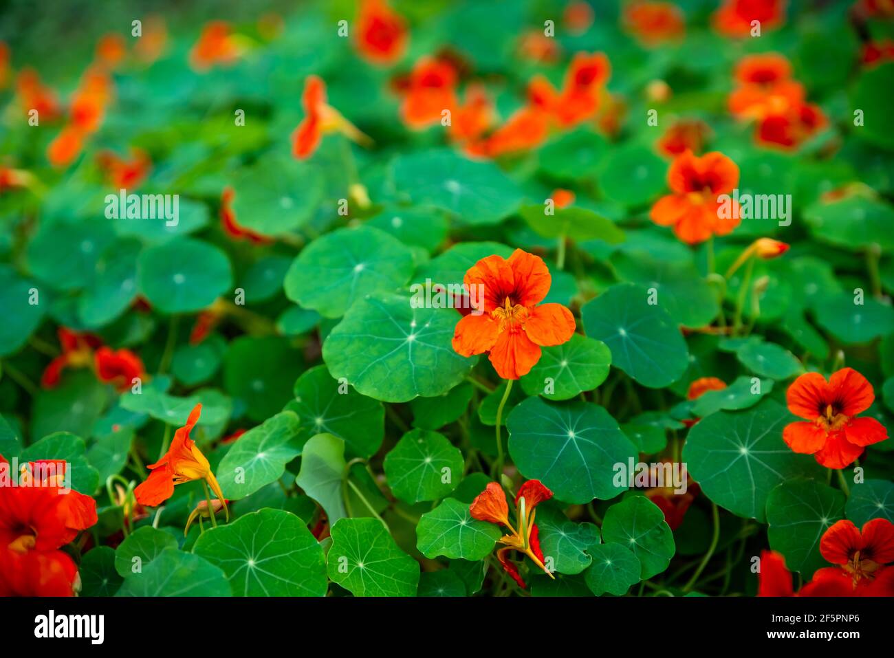 A large number of orange blooming edible flowers of Tropaeolum ...