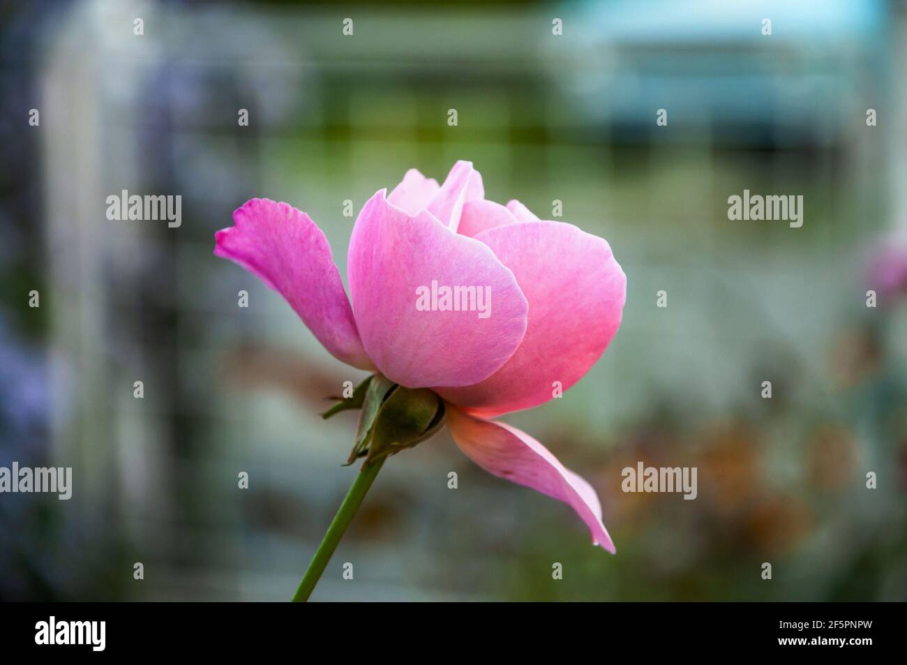 Pink rose, blooming on blurred colorful garden background Stock Photo ...