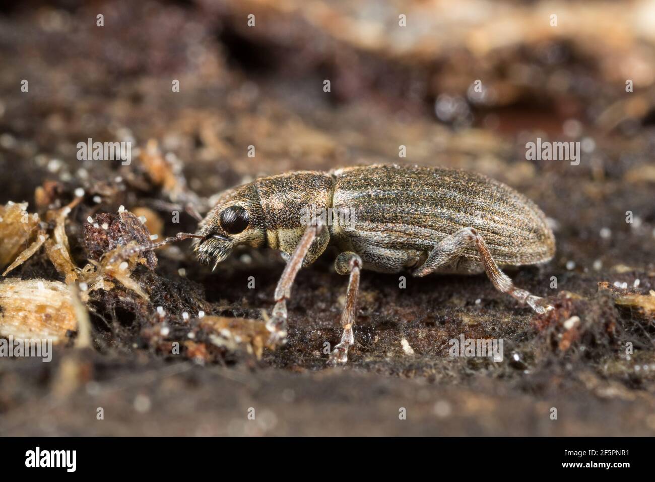 Pea leaf weevil (Sitona lineatus Stock Photo - Alamy