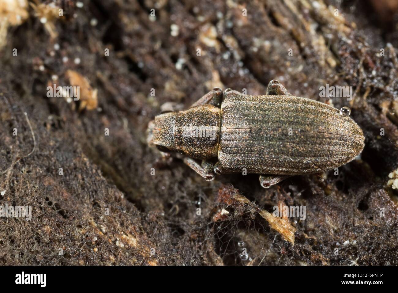 Pea leaf weevil (Sitona lineatus Stock Photo - Alamy