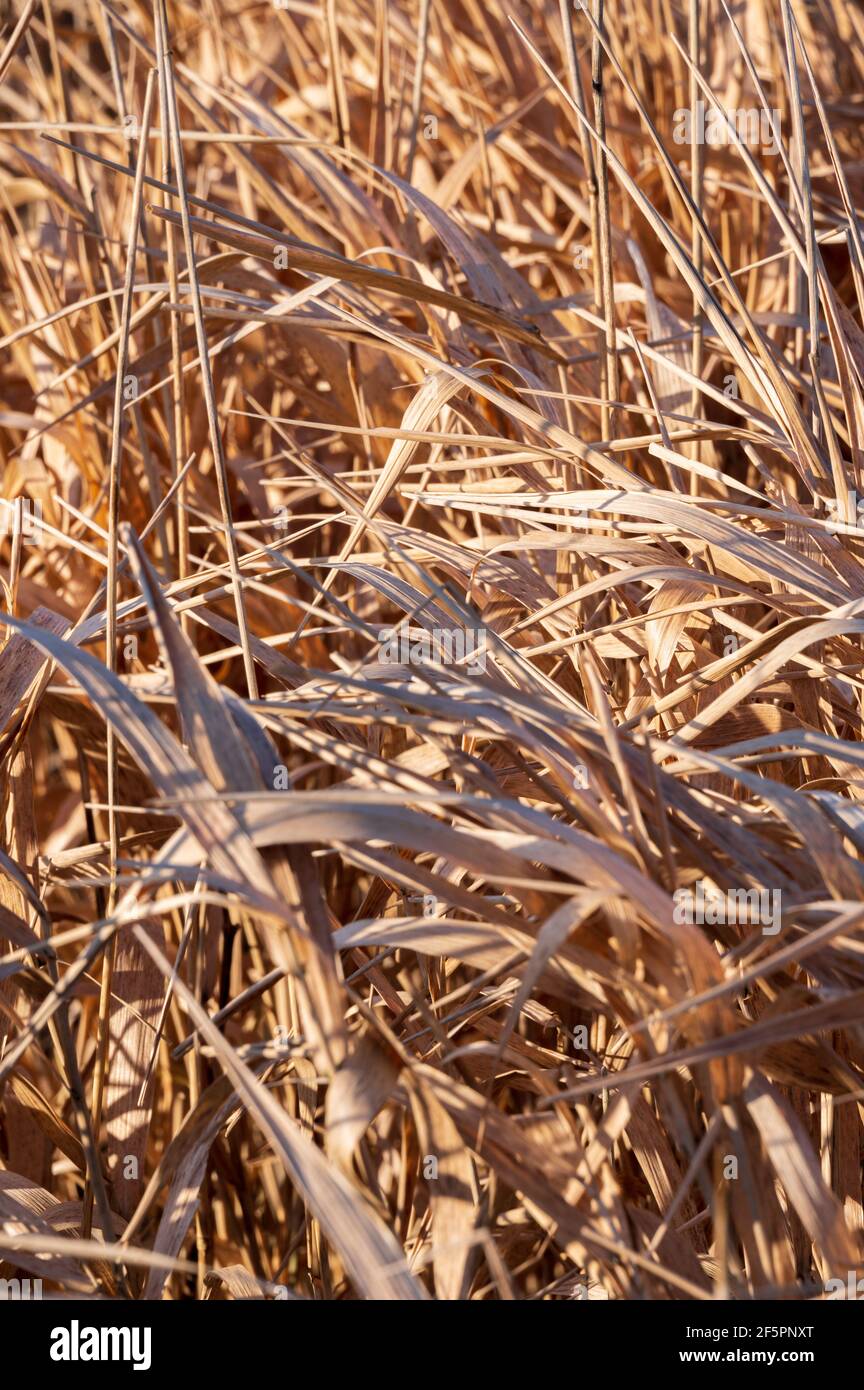 Dry grass texture in winter sunlight Stock Photo - Alamy