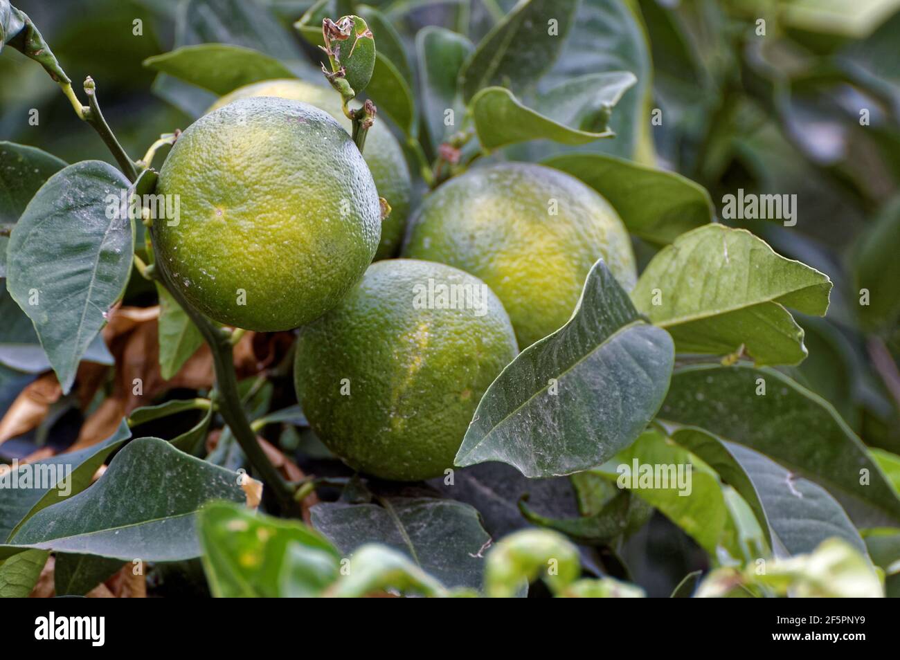 Images of orange tree fruit hi-res stock photography and images - Alamy