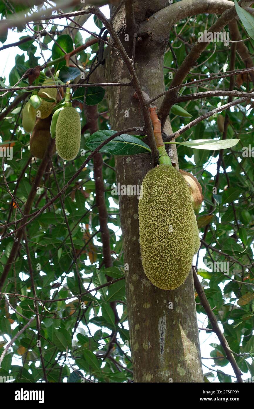 Artocarpus sp hi-res stock photography and images - Alamy