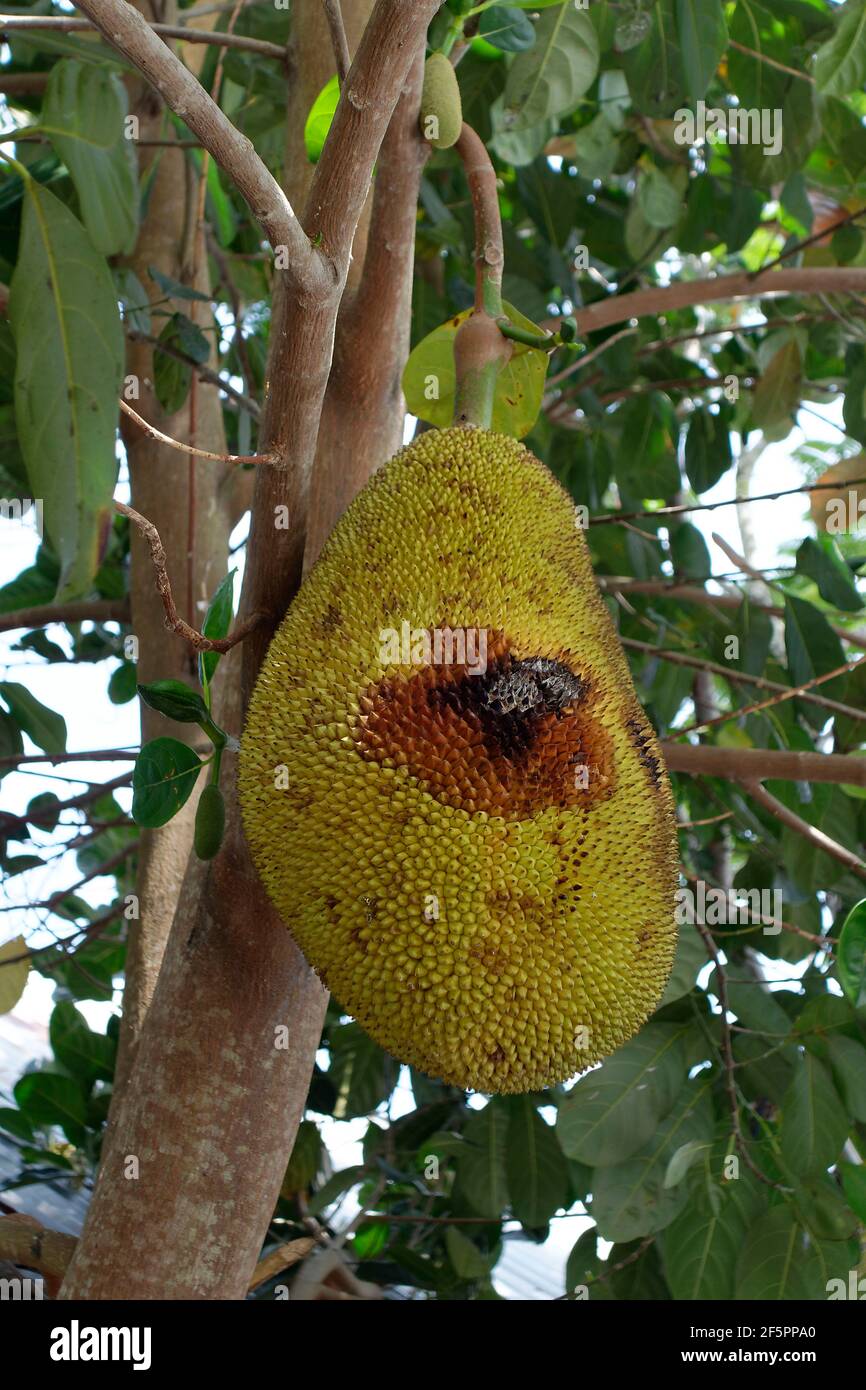 Jackfruit or Jack tree (Artocarpus heterophyllus), Sulawesi Island ...