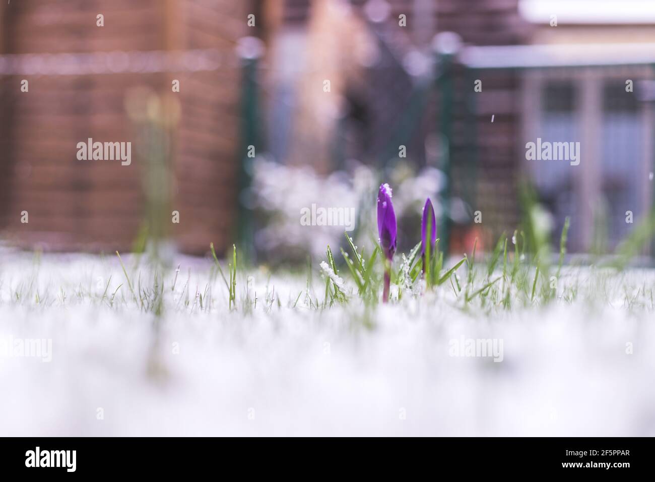 Snowy spring flowers in the front yard. Crocus in spring time Stock ...