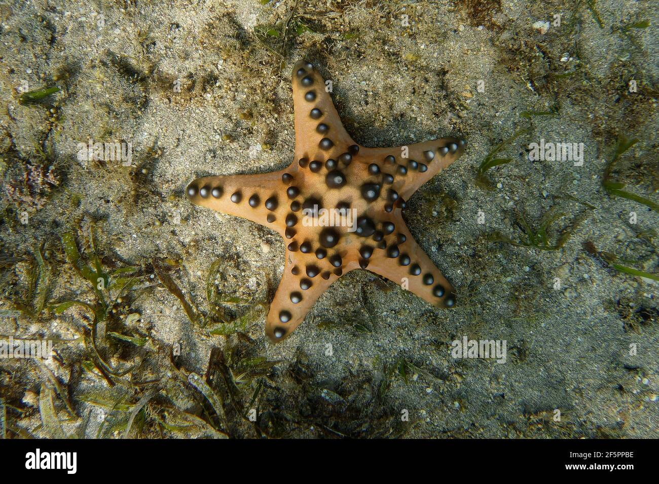 Horned sea star or Chocolate chip sea star (Protoreaster nodosus ...