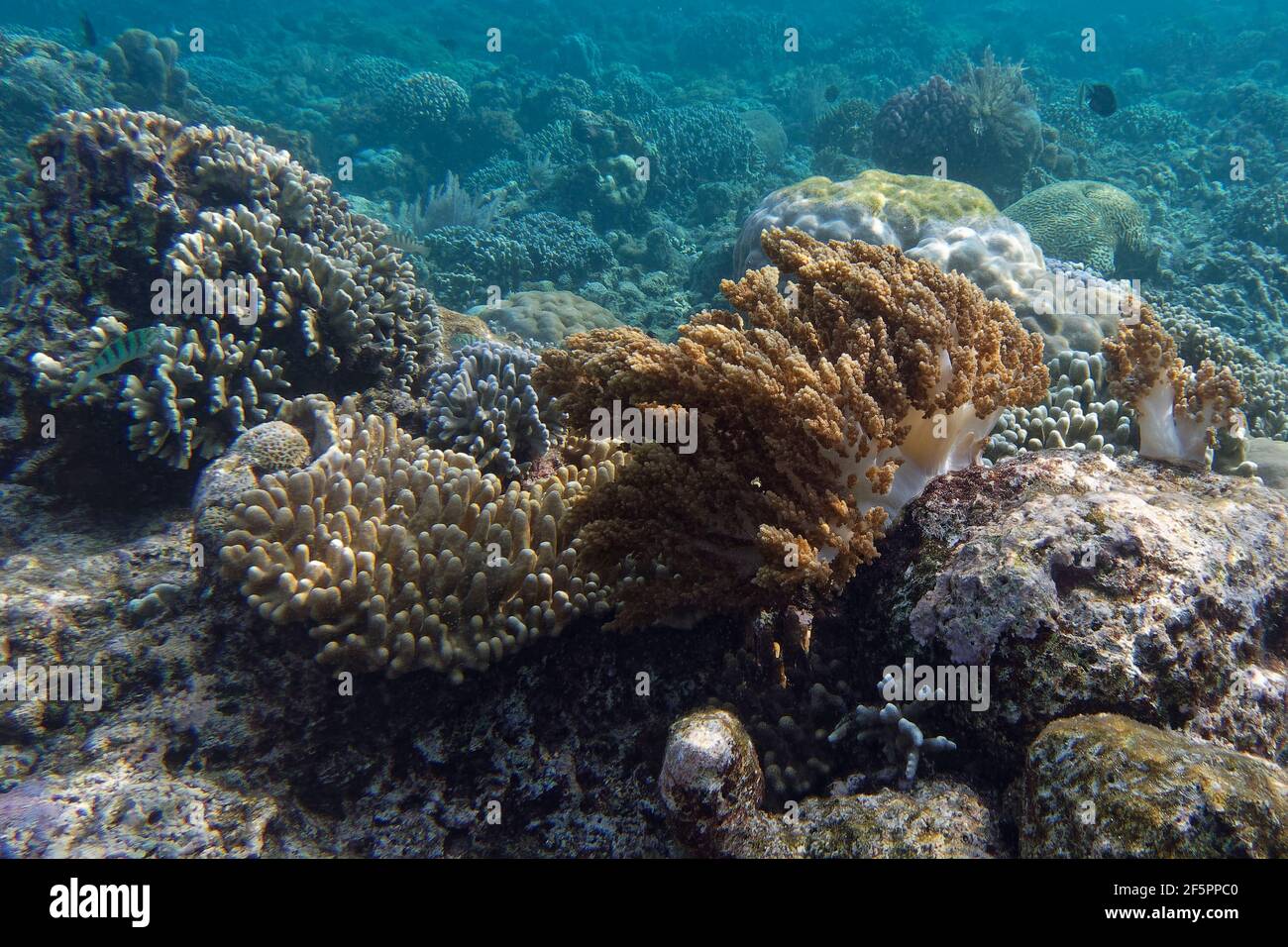 Soft coral (Litophyton spp.) - Bunaken Island, Sulawesi, Indonesia ...