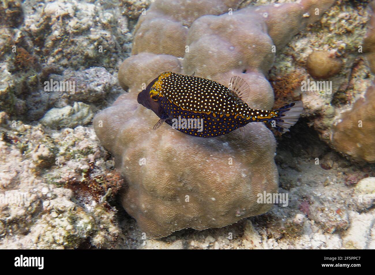 White-spotted boxfish (Ostracion meleagris) - Bunaken Island, Sulawesi ...