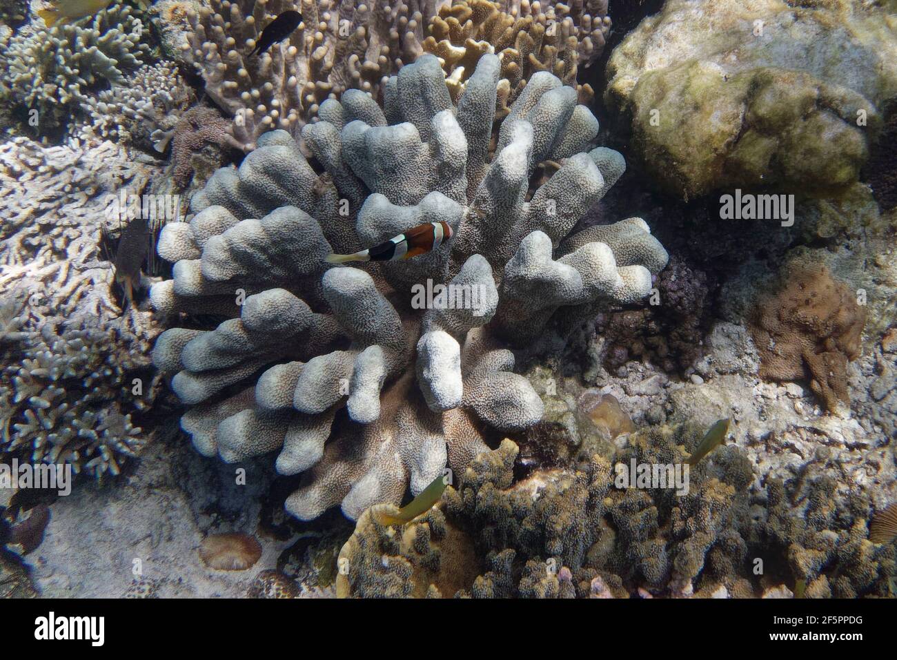Stony coral (Isopora palifera) - Bunaken Island, Sulawesi, Indonesia ...
