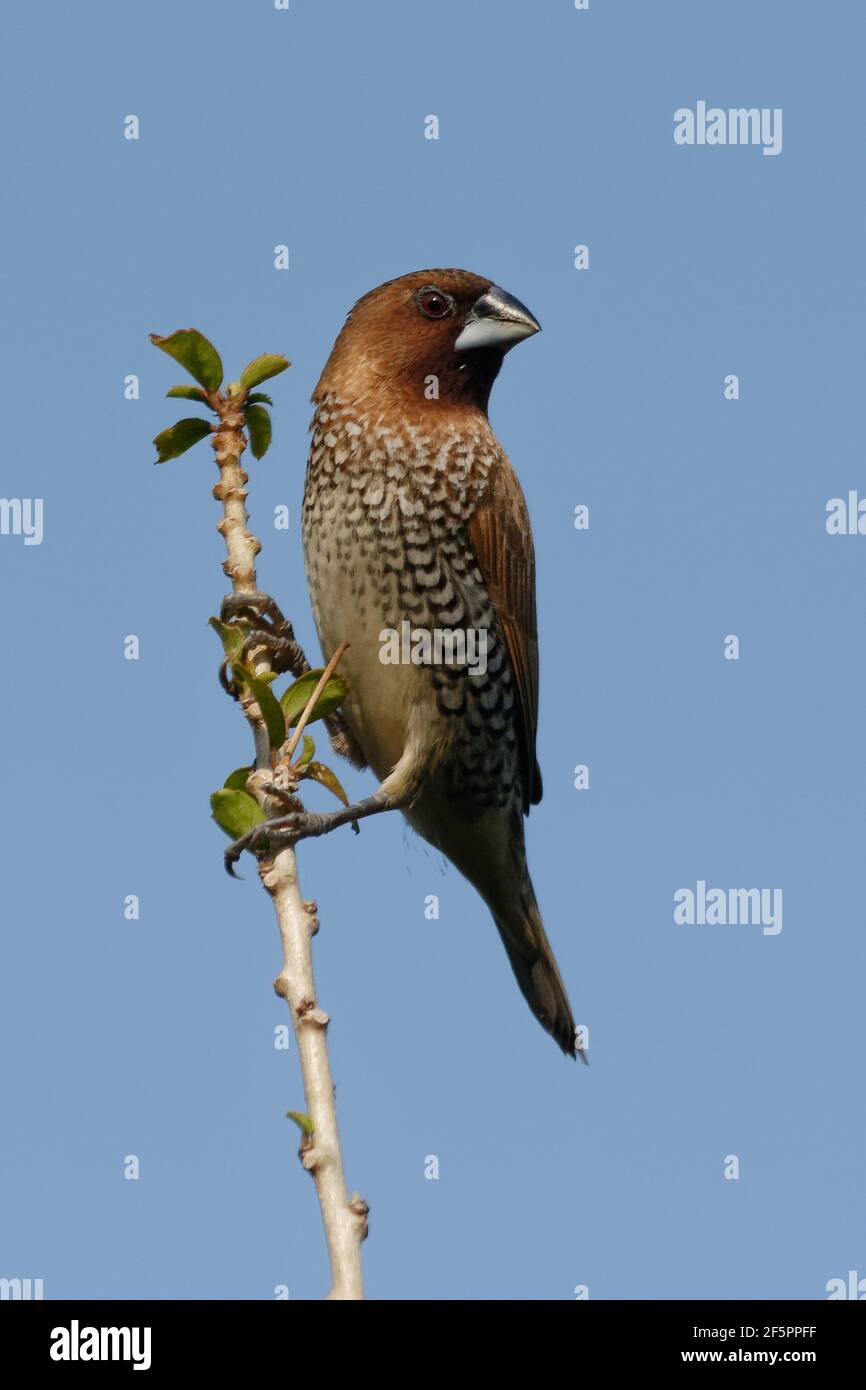 Red munia hi-res stock photography and images - Alamy