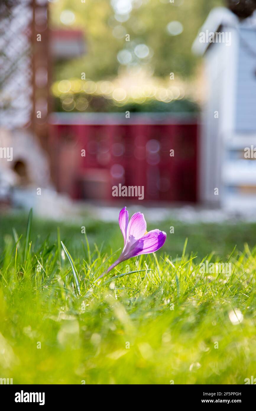 Spring flowers in the front yard. Crocus in spring time. Copy space ...