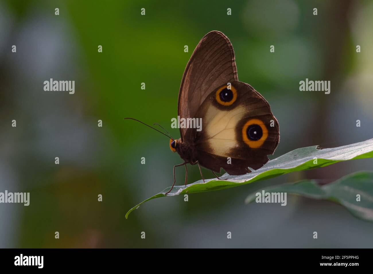 Silky owl (Taenaris macrops), Halmahera Island, Maluku, Indonesia Stock ...