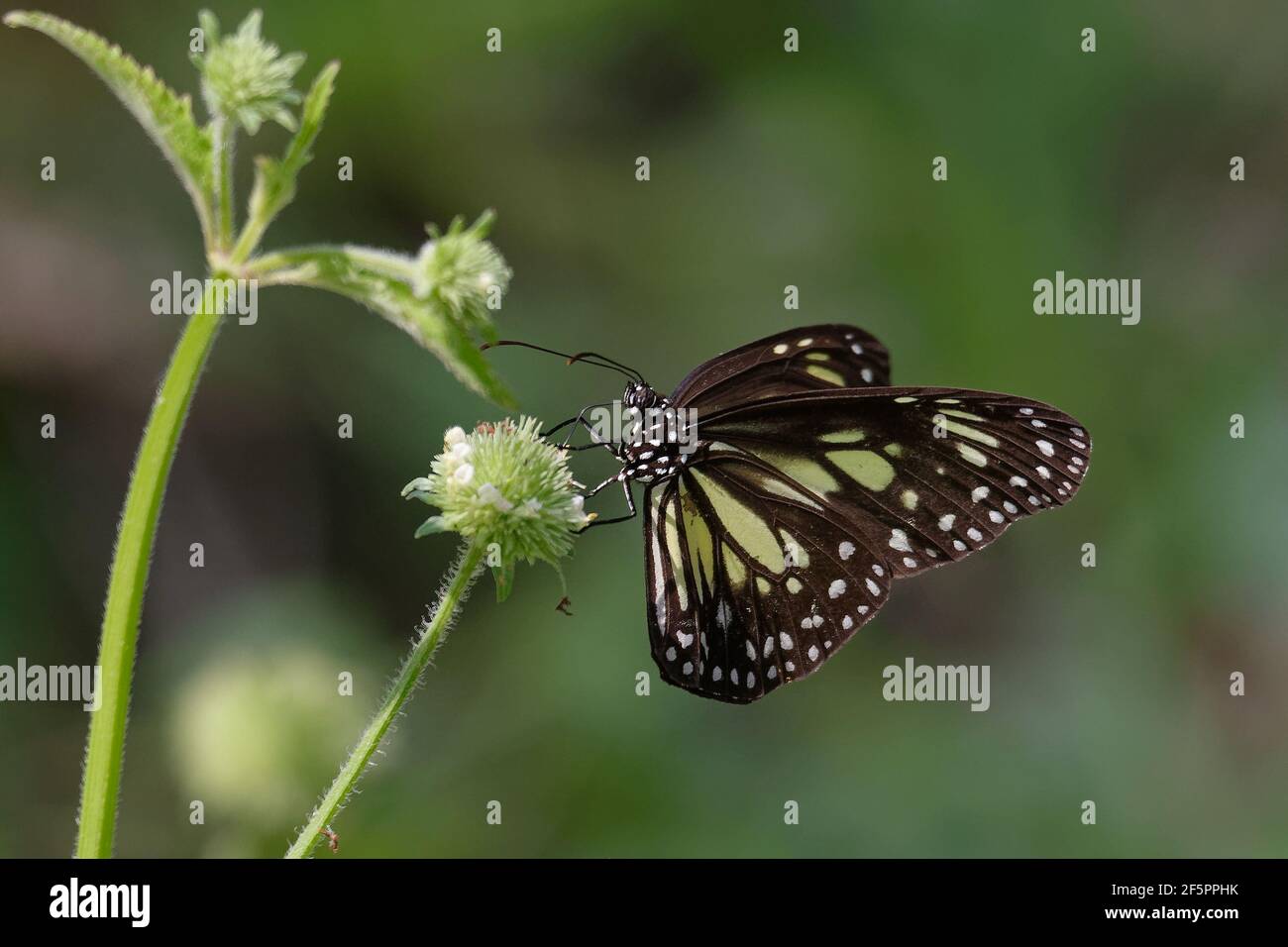 Butterfly Parantica cleona, Halmahera Island, Maluku, Indonesia Stock ...