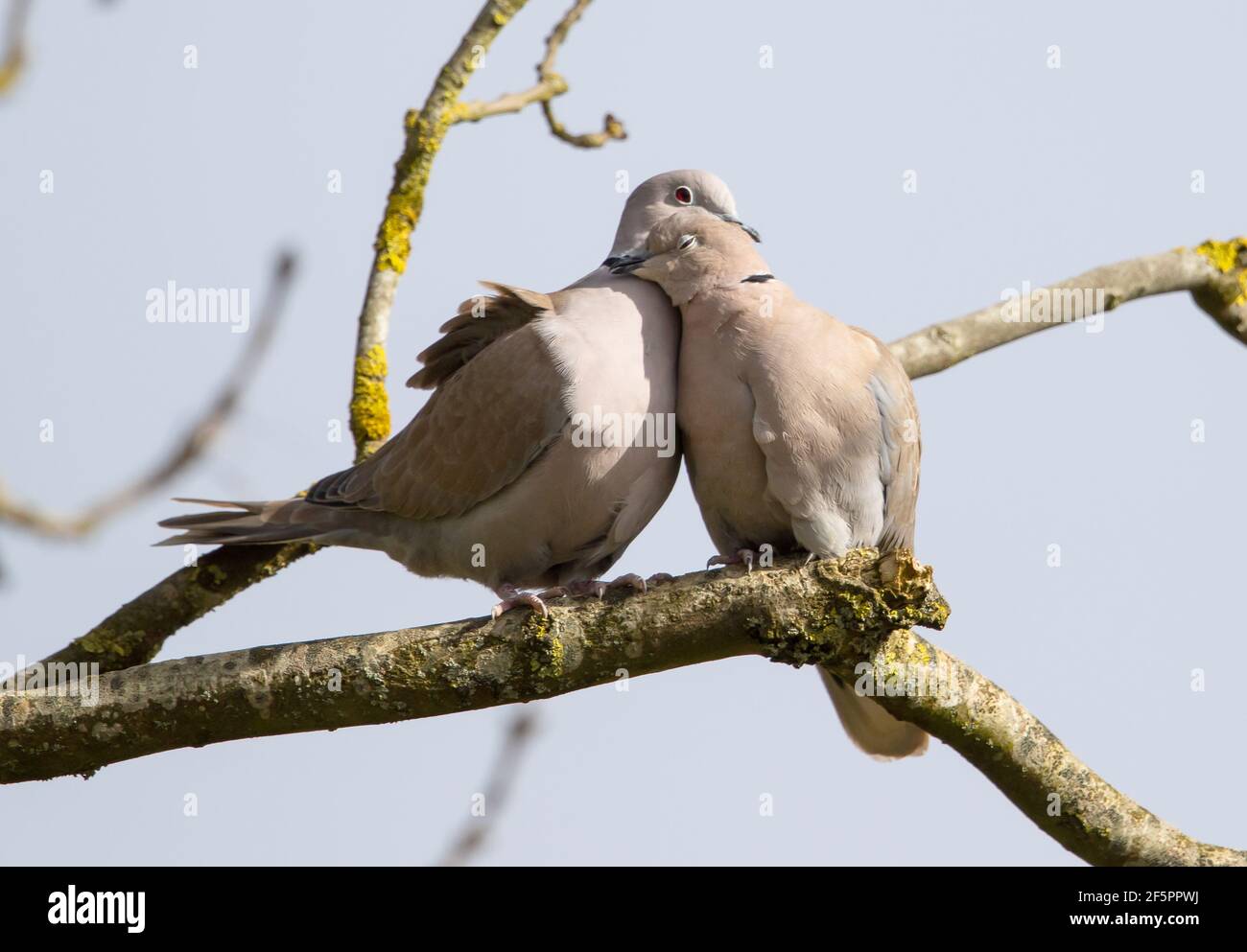 A pair of doves hi-res stock photography and images - Alamy