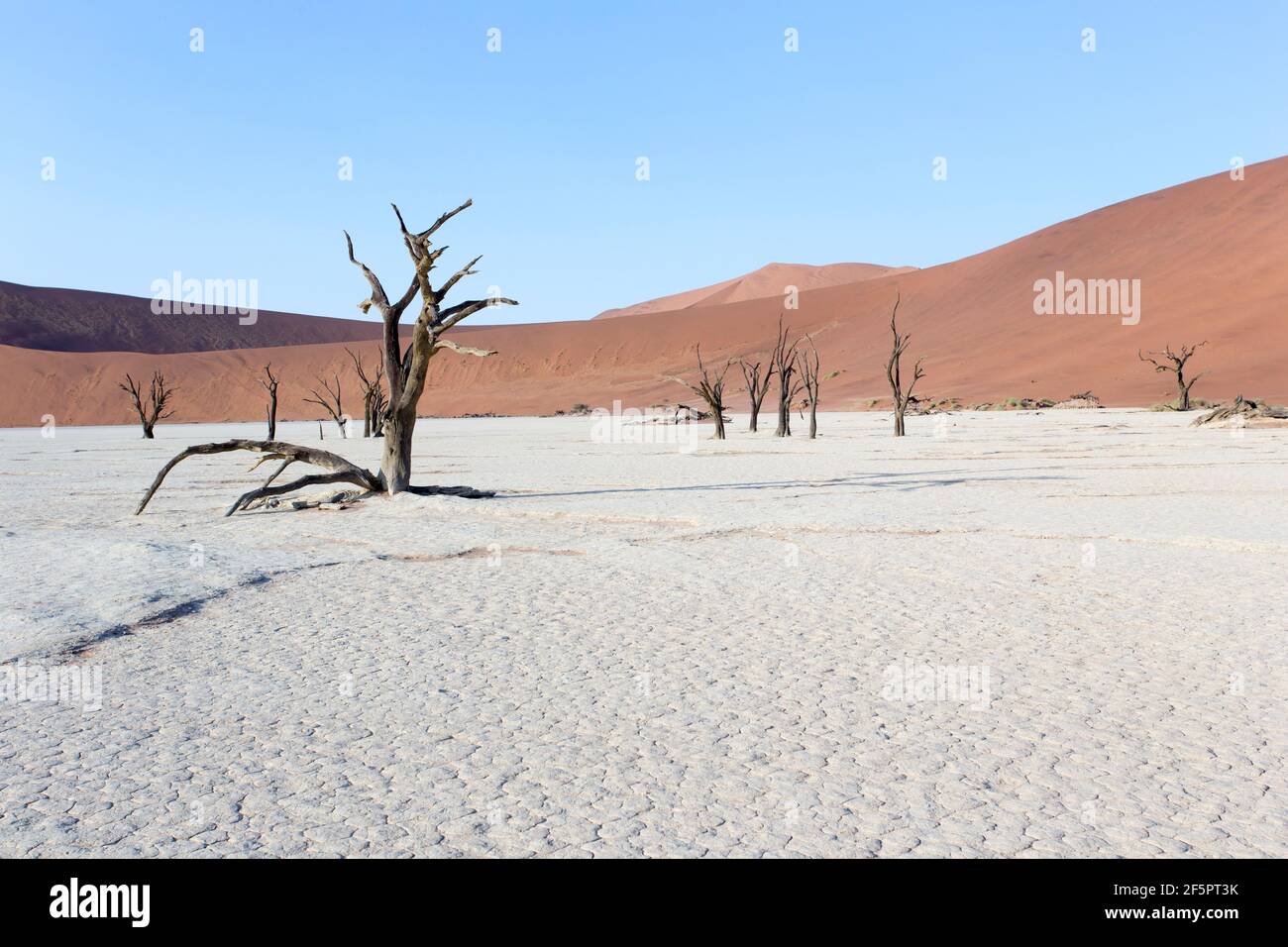 Picture of dead trees and desert at deadvlei in Namibia Stock Photo - Alamy