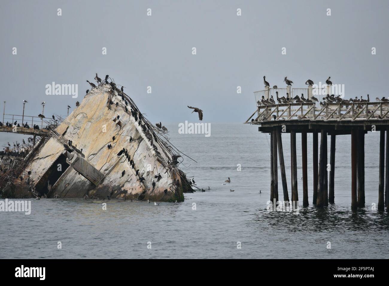 Landscape with view of Seacliff State Beach Pier and pelicans on the SS ...