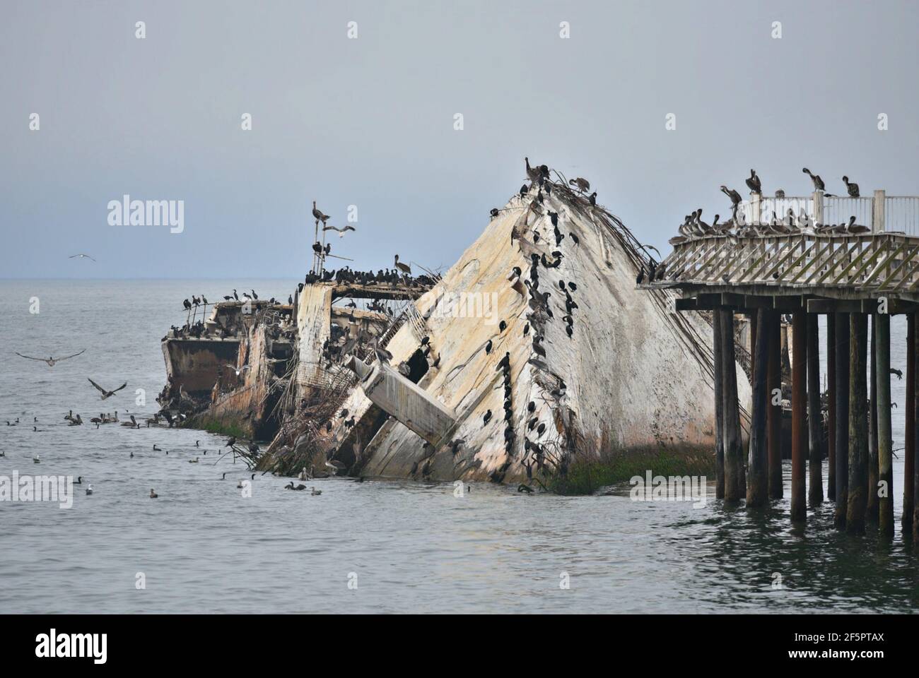 Landscape with view of Seacliff State Beach Pier and pelicans on the SS ...