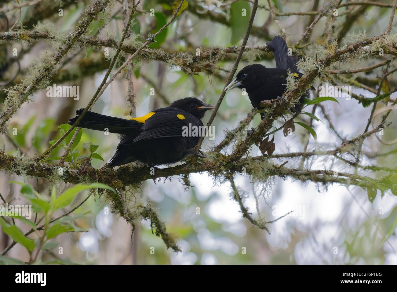 Mountain cacique (Cacicus leucoramphus) in Tungurahua Province, Ecuador ...