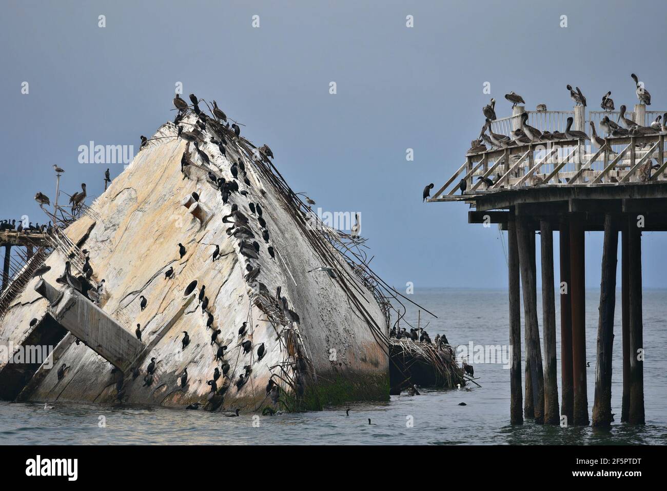 Landscape with view of Seacliff State Beach Pier and pelicans on the SS ...