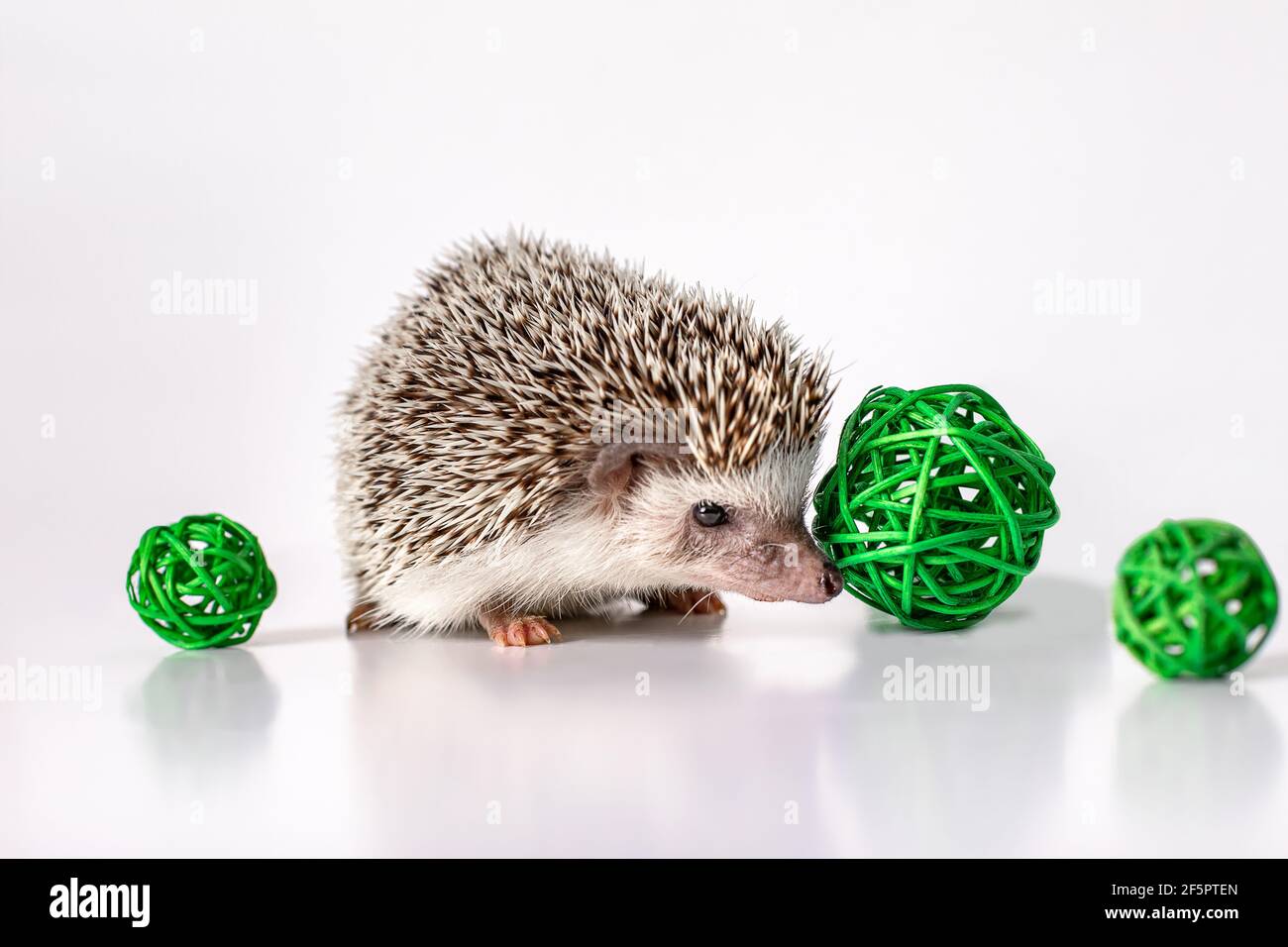 African Pygmy Hedgehog Ball