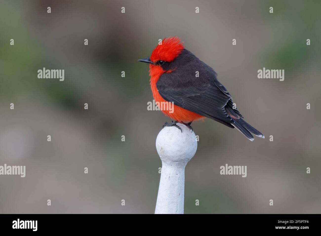 Scarlet flycatcher hi-res stock photography and images - Alamy