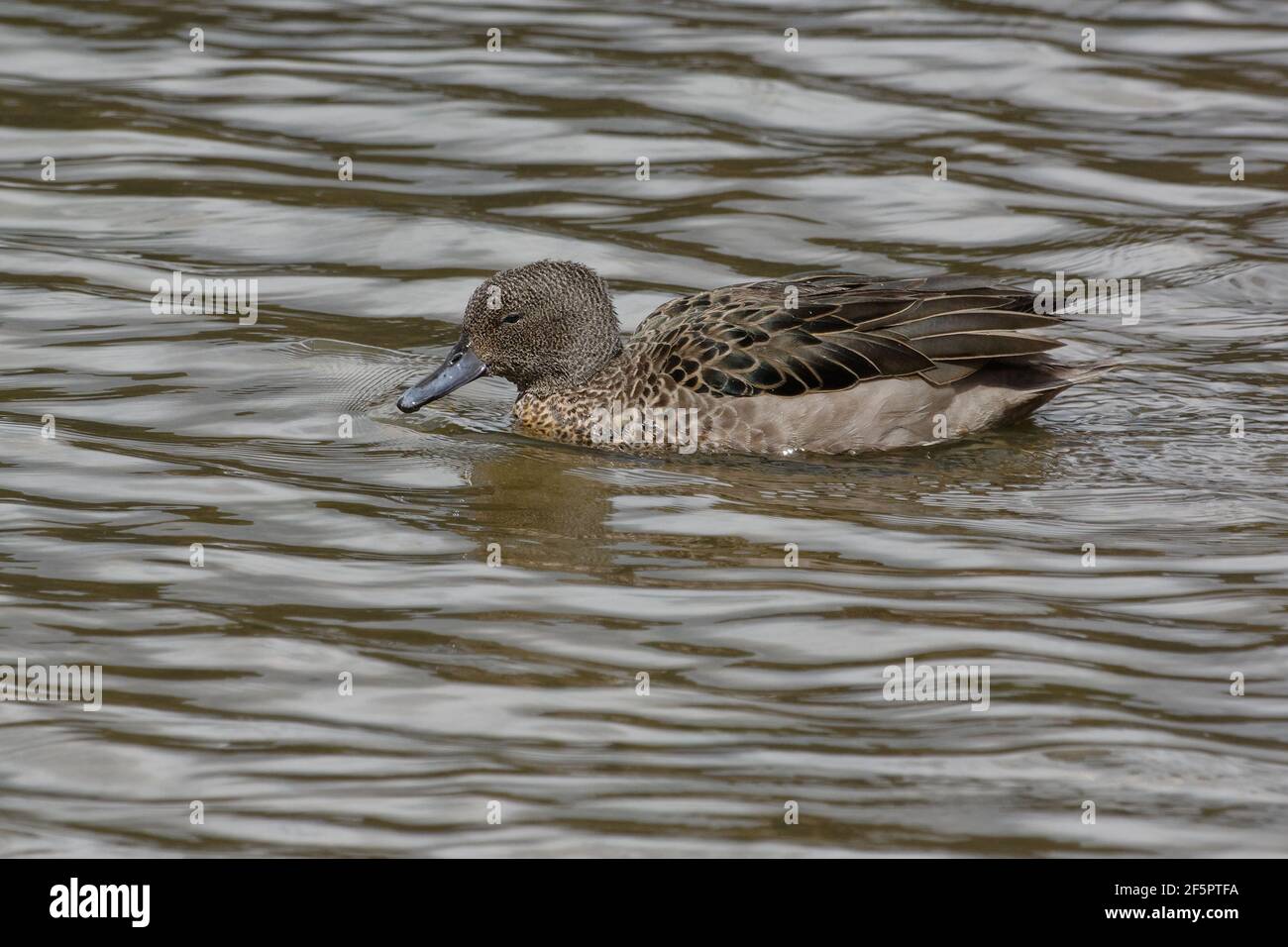 Anas andium hi-res stock photography and images - Alamy
